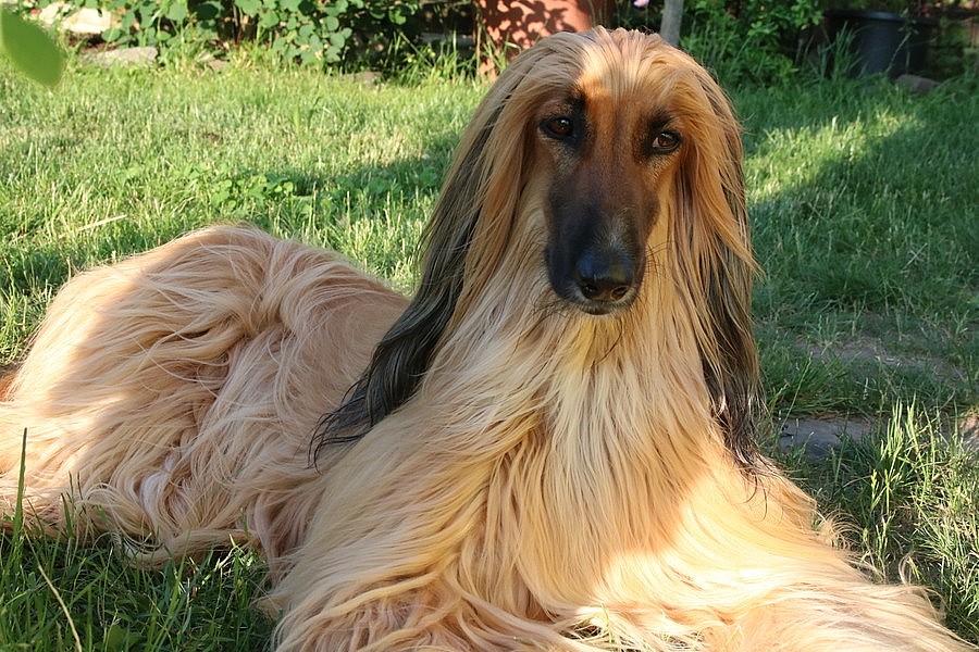 Afgánský chrt - stěňátka s PP - Brno - město, Prodám | ChovZvířat.cz