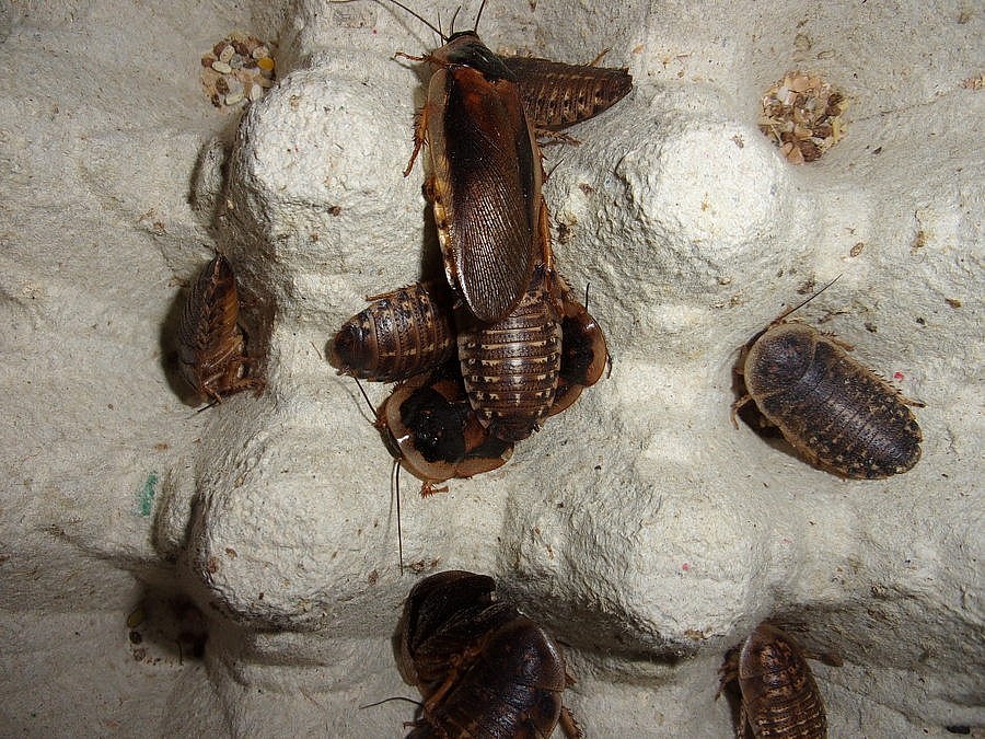 Šváb argentinský - B. dubia - kus - 1,60 Kč - Borovina (Třebíč), Prodám ...