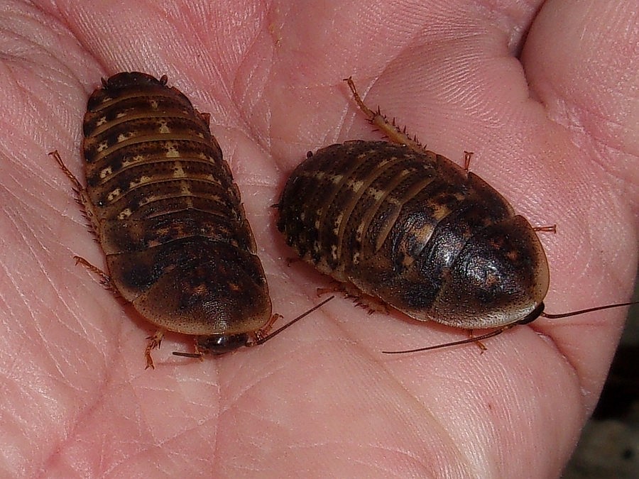 Šváb argentinský - B. dubia - kus - 1,60 Kč - Borovina (Třebíč), Prodám ...