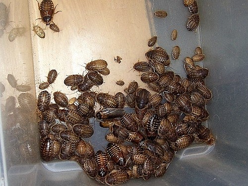 Šváb argentinský - B. dubia - kus - 1,60 Kč - Třebíč, Prodám ...