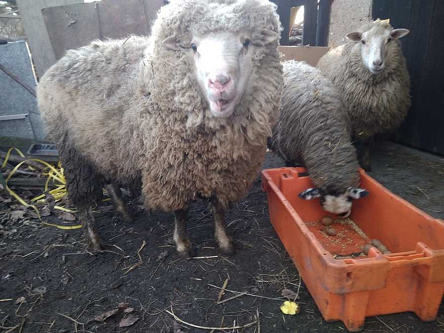 Beraz - Kutná Hora, Prodám - ChovZvířat.cz
