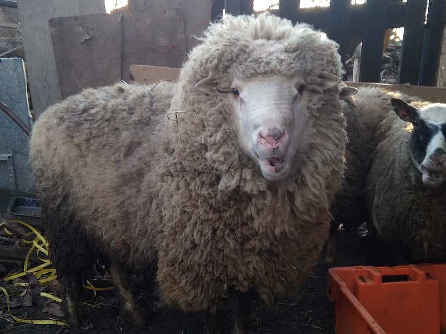 Beraz - Kutná Hora, Prodám - ChovZvířat.cz