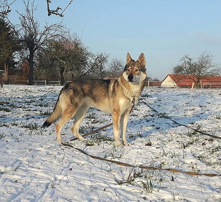 Československý vlčák štěně s PP - Kolín I (Kolín), Prodám | ChovZvířat.cz