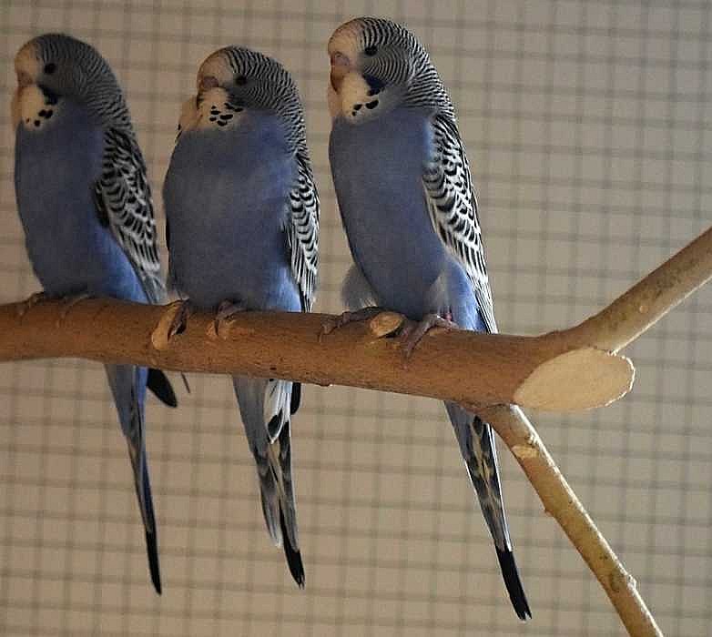 Andulka vlnkovaná - Předboj (Praha - východ), Prodám | ChovZvířat.cz