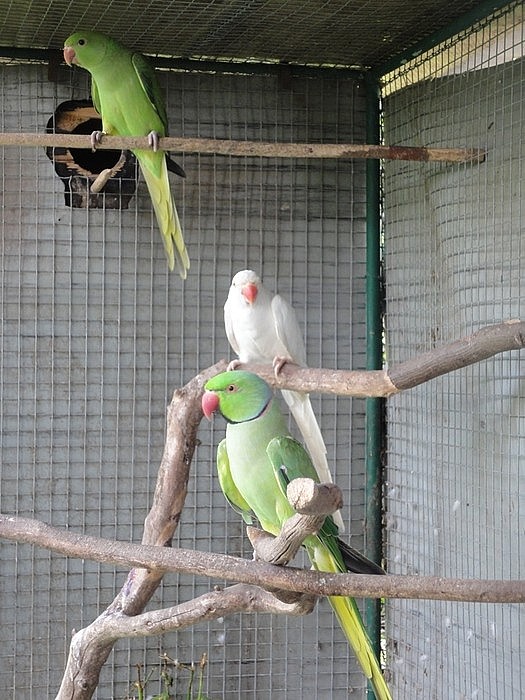 Alexandr malý zelený - chovná samice - Kaznějov (Plzeň - sever), Prodám ...
