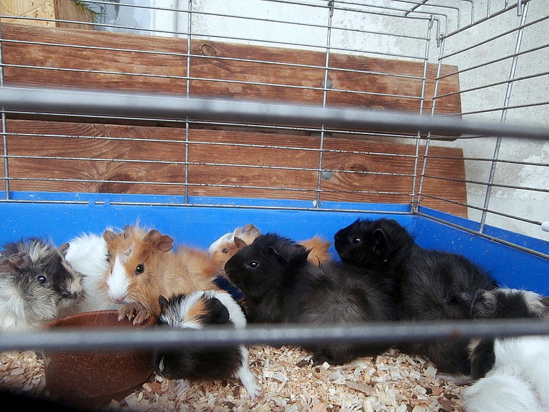 Morčata - Bludov (Šumperk), Prodám | ChovZvířat.cz