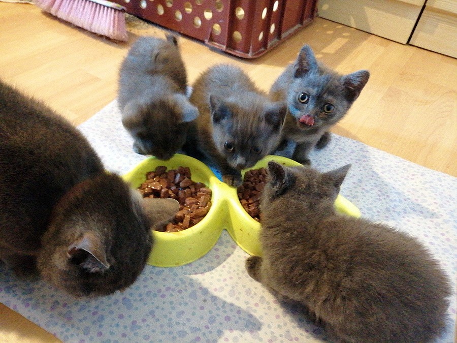 Britská modrá koťata - Bláhova Lhota (Příbram), Prodám | ChovZvířat.cz