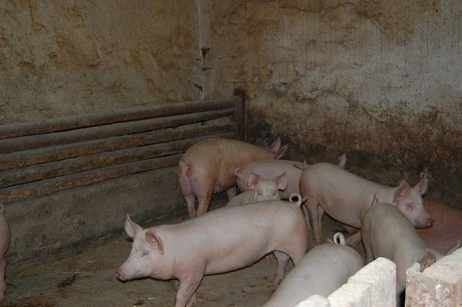 Jatečná prasata - Celá ČR, Prodám | ChovZvířat.cz