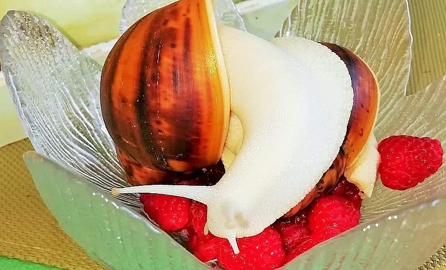 Západoafrický obří šnek - Drahelice (část) (Nymburk), Prodám ...