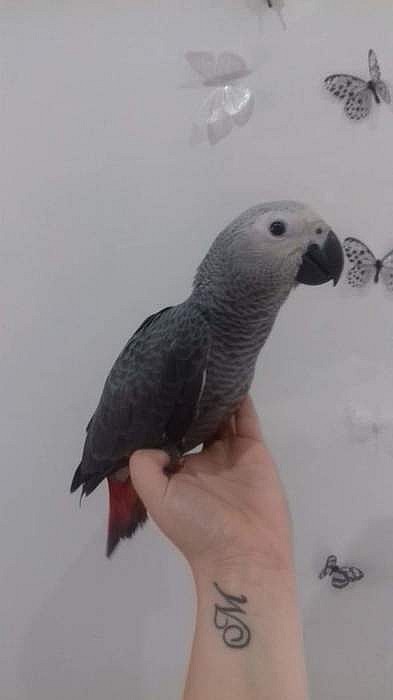 Zako kongo - Celá ČR, Prodám | ChovZvířat.cz