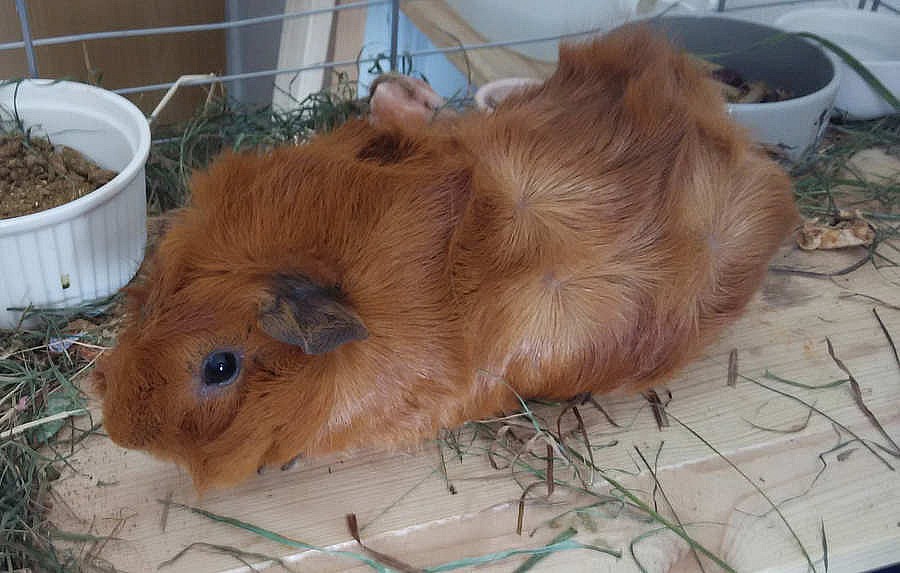 Morče rozetové s rodokmenem - Celá ČR, Prodám - ChovZvířat.cz