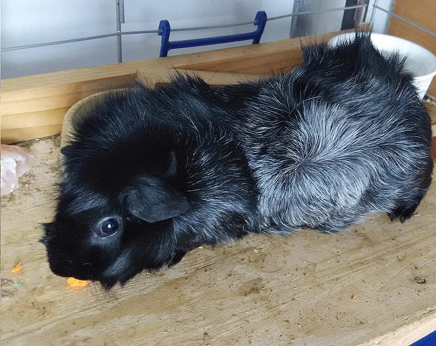 Morče rozetové s rodokmenem samička. - Přerov I-Město (Přerov), Prodám ...