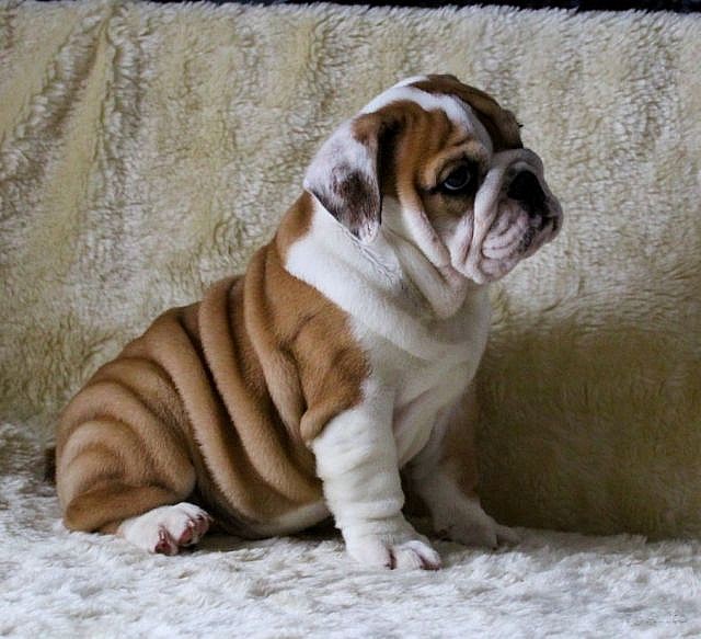 Anglický buldok - Celá ČR, Prodám | ChovZvířat.cz