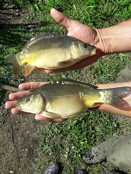 Prodám tříletého kapra - Čekanice (Tábor), Prodám | ChovZvířat.cz