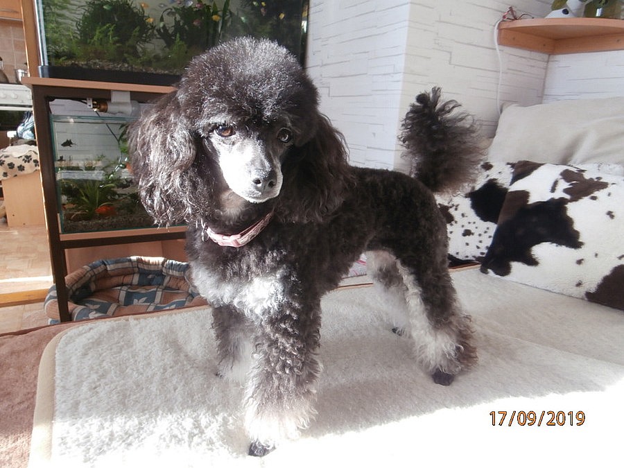 Pudlik - Celá ČR, Různé | ChovZvířat.cz