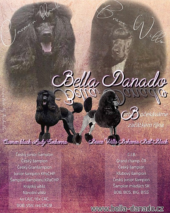 Pudl velký (kralovský) černý - Božtěšice (Ústí nad Labem), Prodám ...