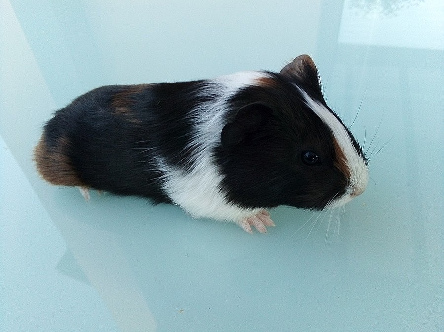 Morčata - České Budějovice 1 (část) (České Budějovice), Prodám ...