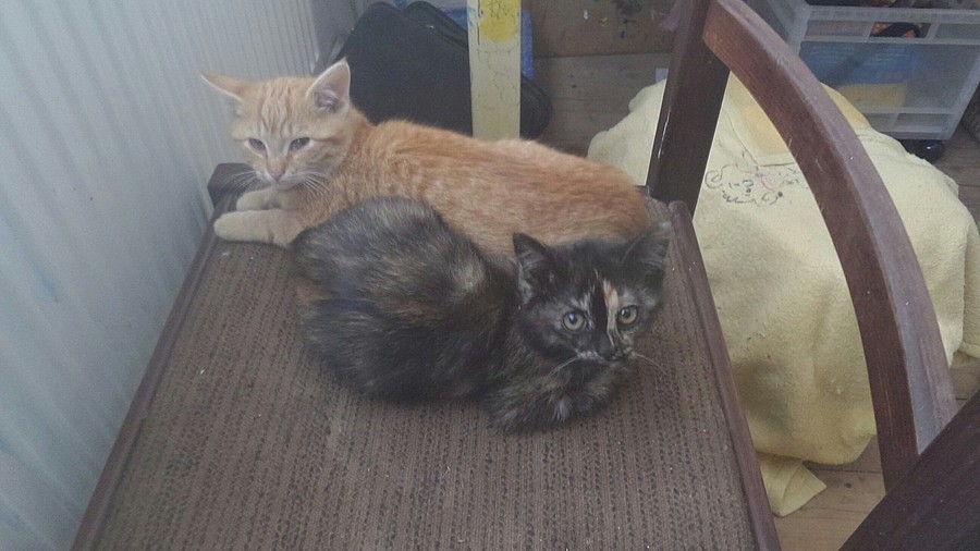 Daruji koťátka - Celá ČR, Prodám | ChovZvířat.cz