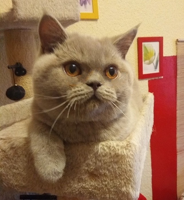 Britský lilový kocourek s PP - Jablonecké Paseky (Jablonec nad Nisou ...