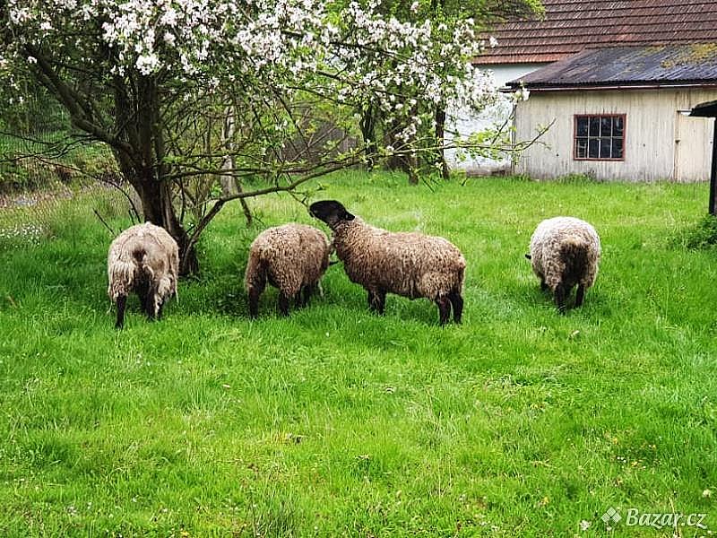 Ovce suffolk - Celá ČR, Prodám - ChovZvířat.cz
