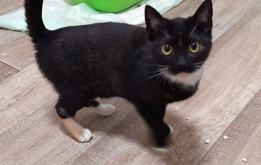 Malé kotě chce spát ve Vaší botě :-) - Budějovické Předměstí (Písek ...