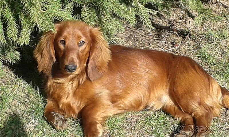 Dlouhosrstý jezevčík standard-Hledá fenku - Jihočeský kraj, Různé ...