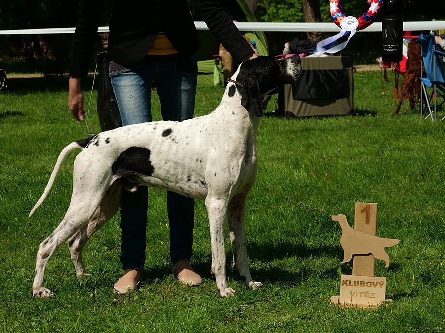Štěňátka anglický pointer - Albrechtice (Klatovy), Prodám | ChovZvířat.cz