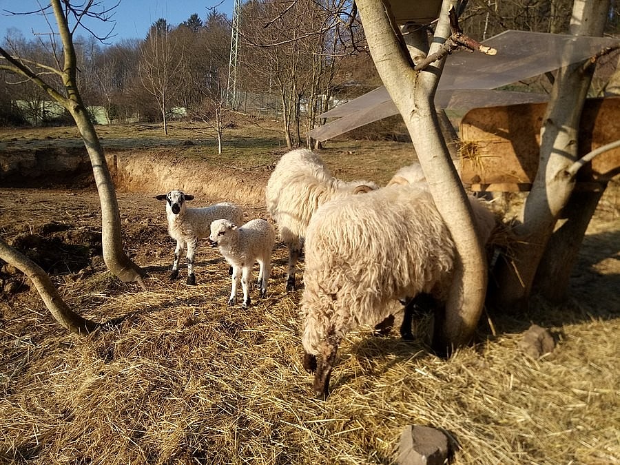 Chovné stádo Valašských ovcí - Božkov (Praha - východ), Prodám ...