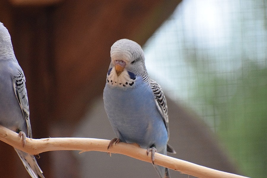 Andulka vlnkovaná - Celá ČR, Prodám - ChovZvířat.cz
