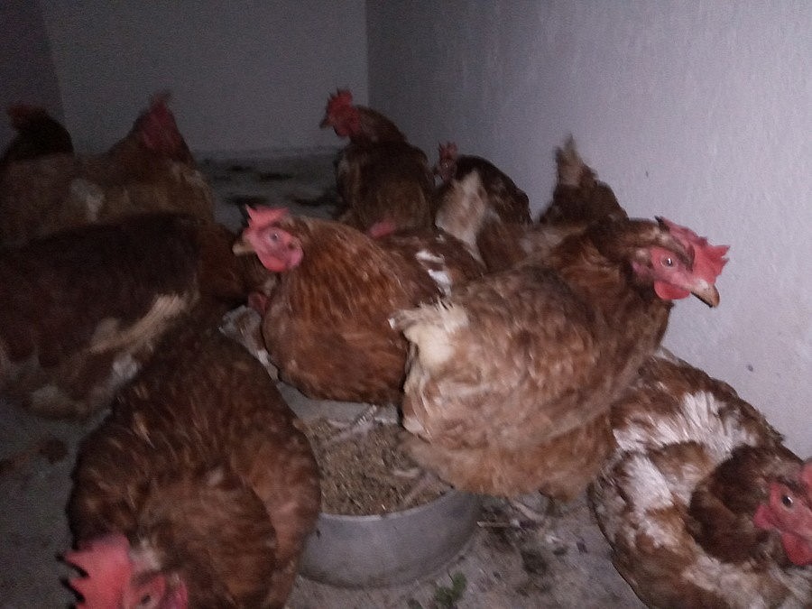 Slepice Cervene Isa Brown - Hostěrádky-Rešov (Vyškov), Prodám ...