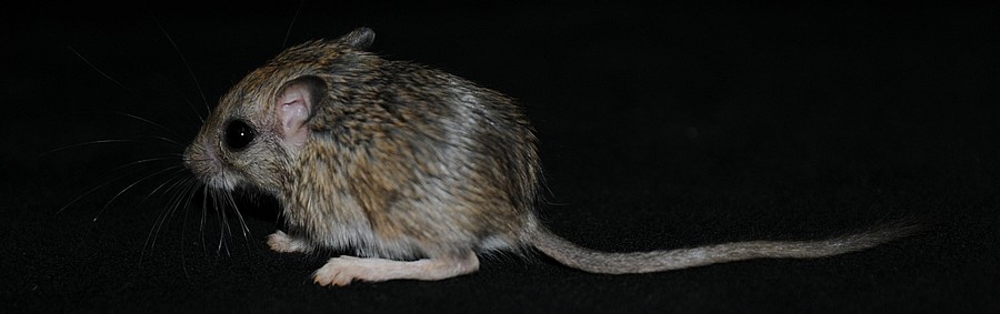Pískomil štětkatý (Gerbillus dasyurus) - Celá ČR, Prodám | ChovZvířat.cz