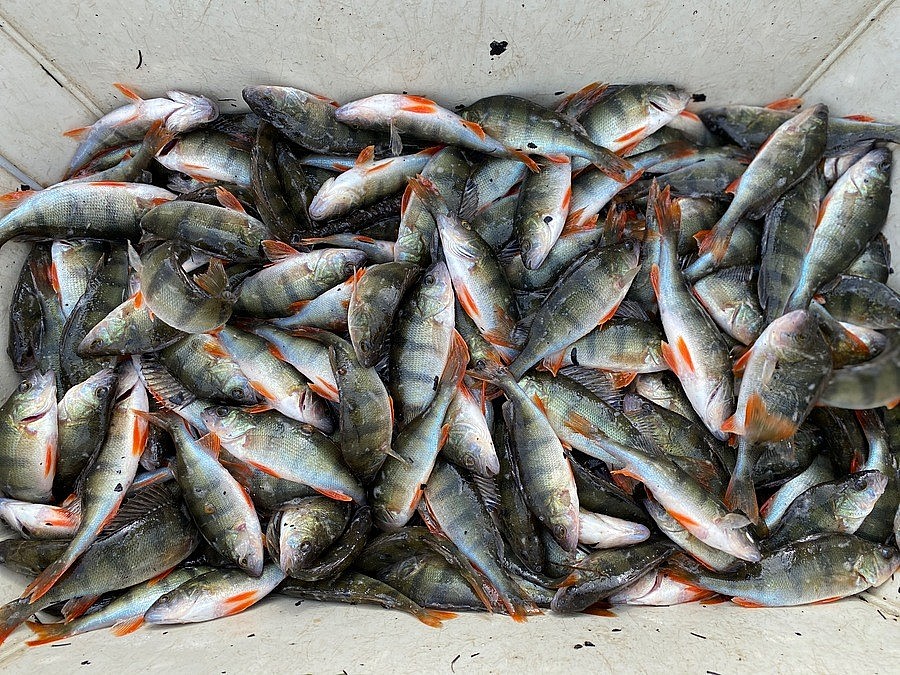 Okoun, štika a candát - Dolní Lhota (Jindřichův Hradec), Prodám ...