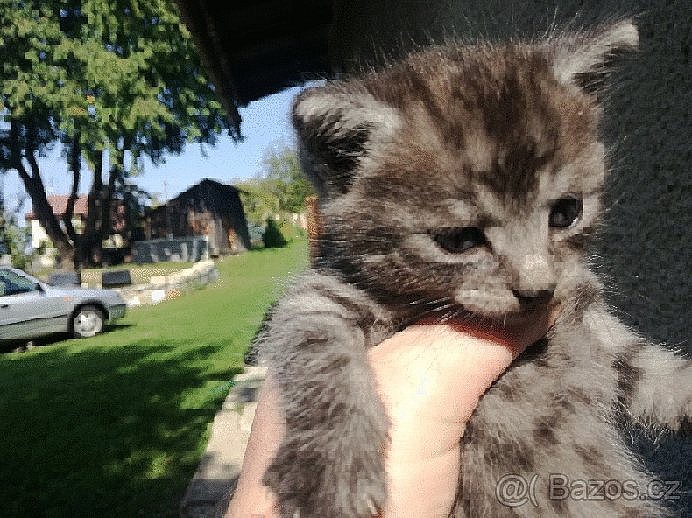 Prodam kocicky - Celá ČR, Prodám | ChovZvířat.cz