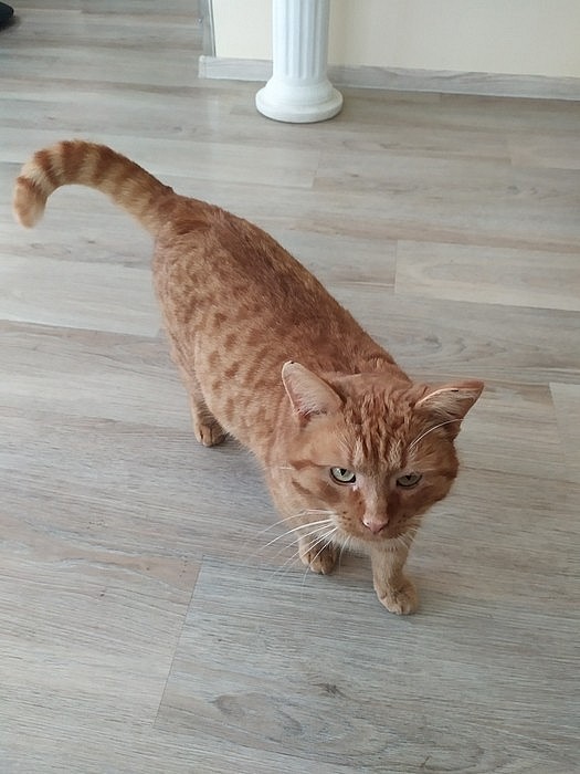 Prodám kocicky a kocourky - Olomoucký kraj, Prodám | ChovZvířat.cz