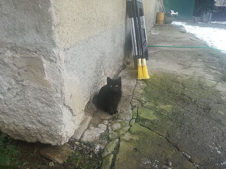 Prodám kocicky a kocourky - Olomoucký kraj, Prodám | ChovZvířat.cz