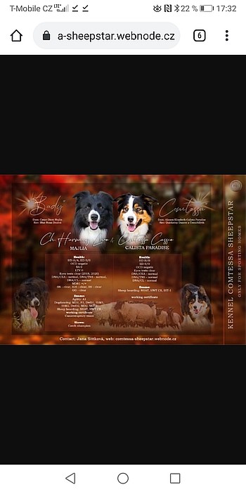 Border colie s pp - Olomoucký kraj, Prodám | ChovZvířat.cz