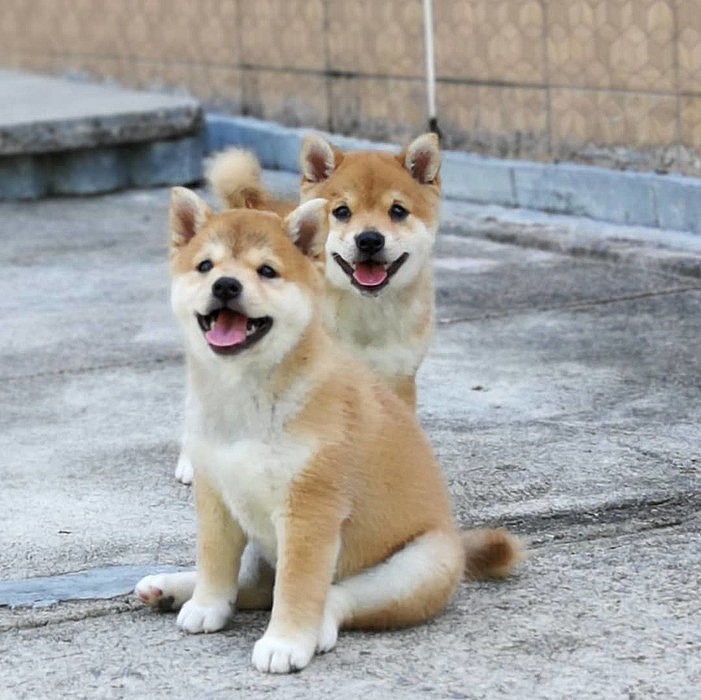 Shiba inu PP FCI - Baba (Benešov), Prodám | ChovZvířat.cz