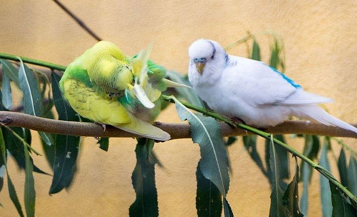 Prodám andulky - Celá ČR, Prodám | ChovZvířat.cz