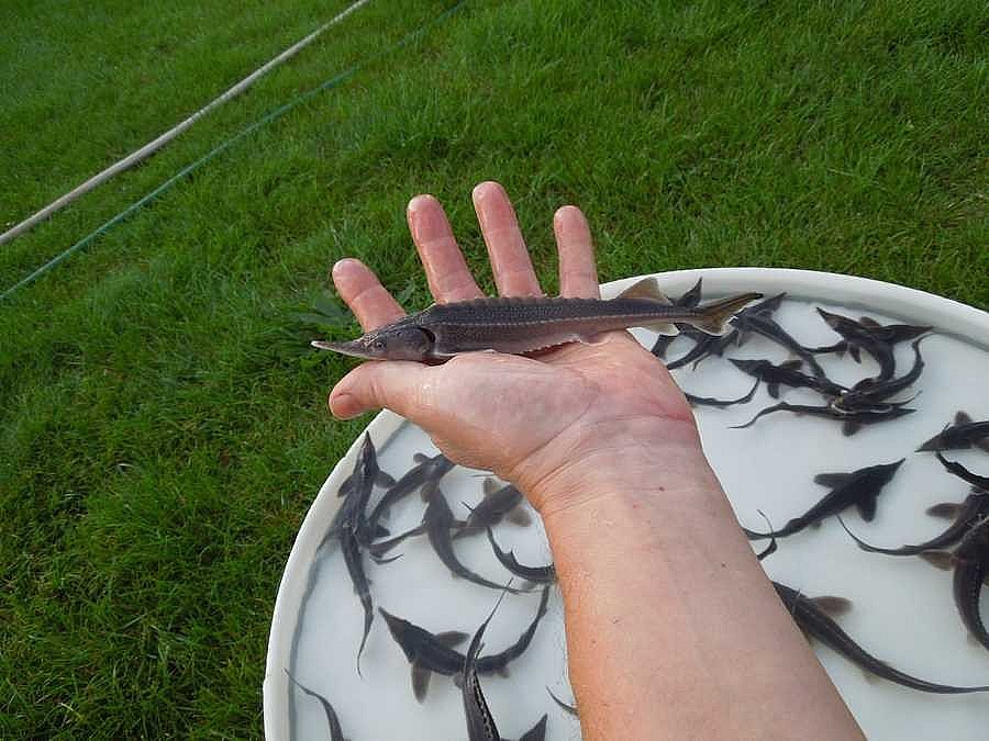 Jeseter sibiřský, ruský - Hlinné (Žďár nad Sázavou), Prodám | ChovZvířat.cz