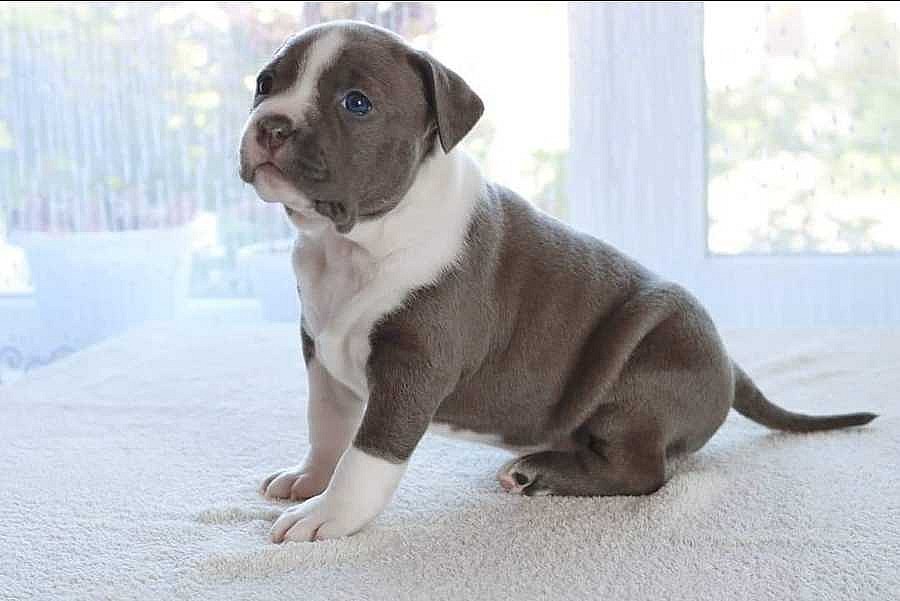 Americky Stafordsirsky teriér - Božtěšice (Ústí nad Labem), Prodám ...