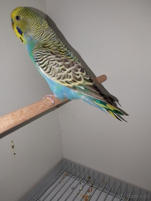 Andulky andulky samec 2020 podzim do chovu - Brno-Slatina x) (Brno ...