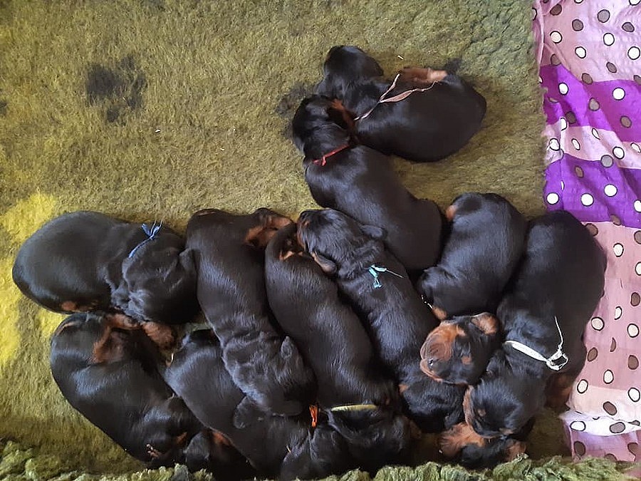 Gordonsetr s PP - Celá ČR, Prodám | ChovZvířat.cz