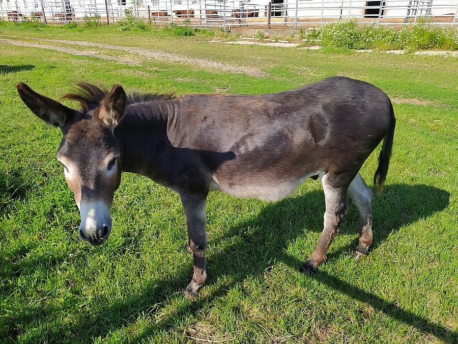 Osel - Podlusky (Litoměřice), Prodám | ChovZvířat.cz