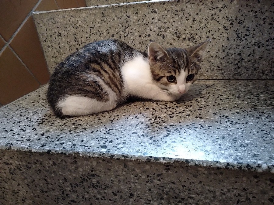 KOČIČKA - Drahotuše-Hranice IV x) (Přerov), Prodám - ChovZvířat.cz