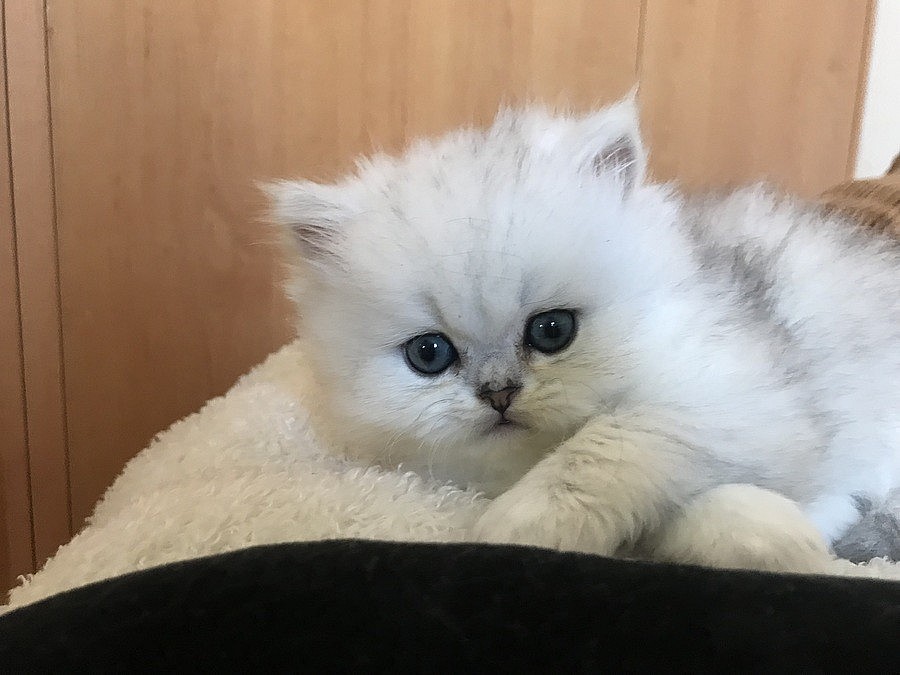 Krásné koťátko perské činčily - Pohled (Chrudim), Prodám | ChovZvířat.cz