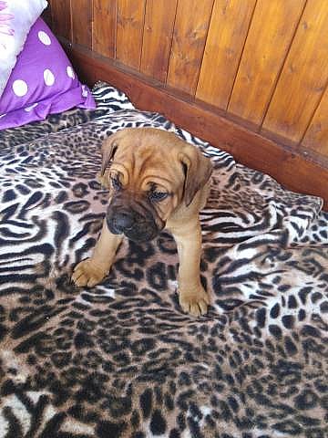 Na prodej krasna stenata Cane Corso - Hajánky (Brno - venkov), Prodám ...