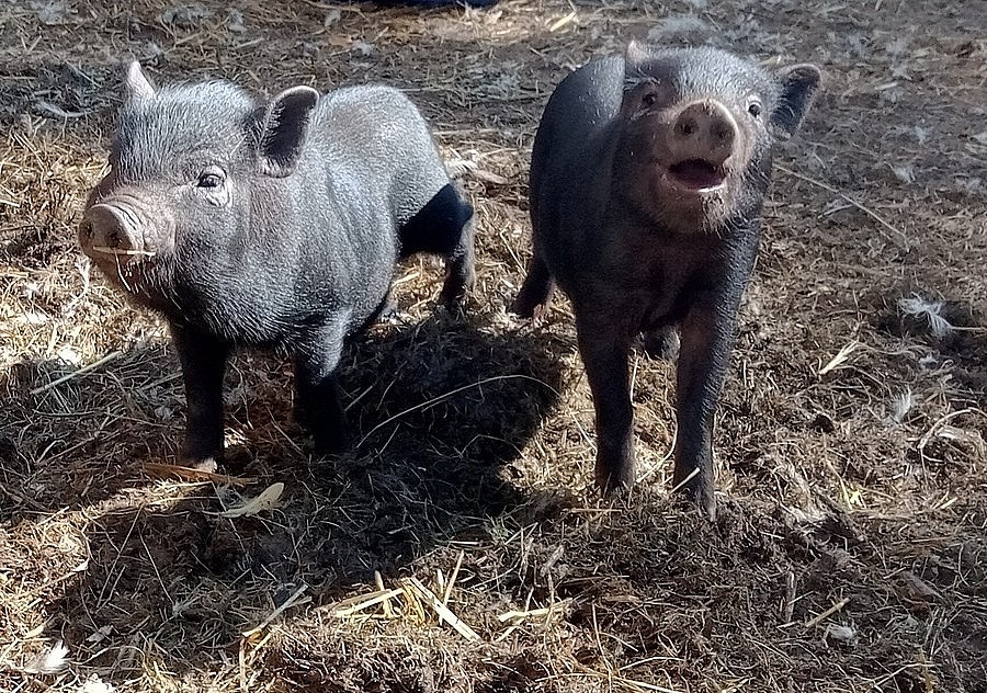 Vietnamská selata - Břetislav (Tachov), Prodám | ChovZvířat.cz