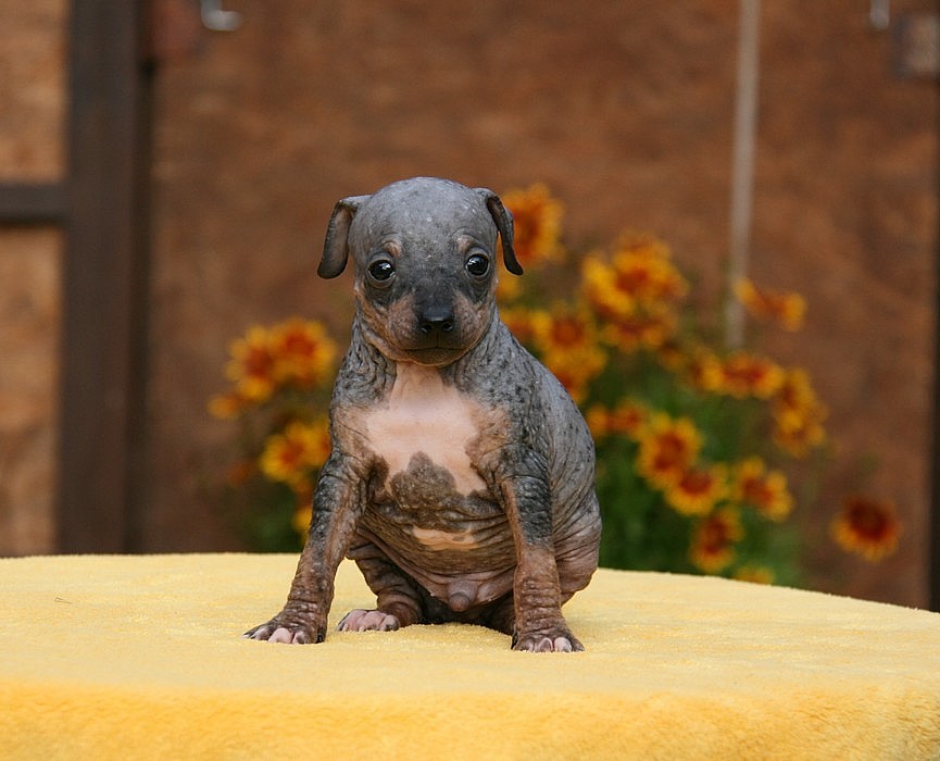 Americký bezsrstý teriér - Celá ČR, Prodám | ChovZvířat.cz