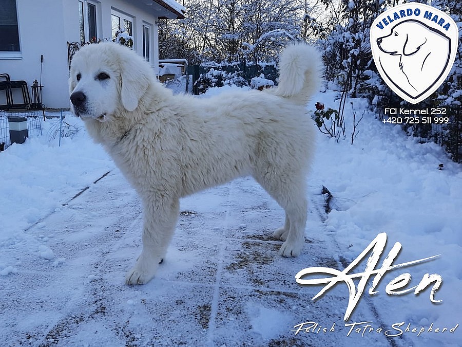 Kvalitní štěně podhalaňského ovčáka s PP - Hlavní město Praha, Prodám ...