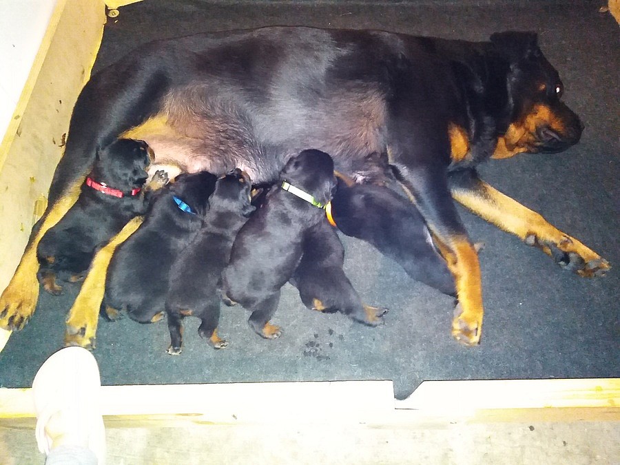 Rotvajler - štěňátka - Nová Ves (Brno - venkov), Prodám | ChovZvířat.cz